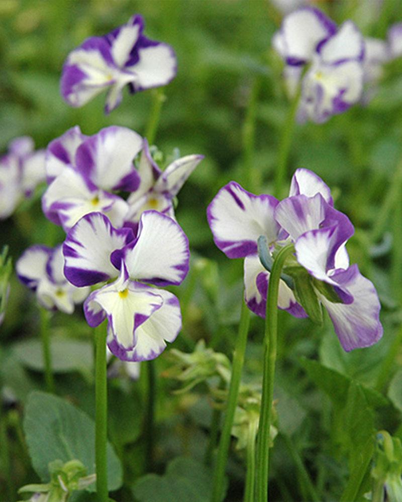 Departments - Viola 'Columbine' 1 Gallon