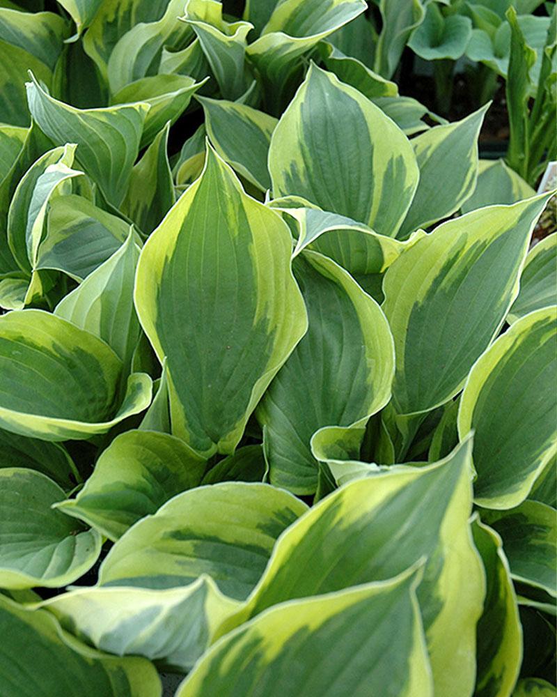 Departments - Hosta 'Twilight' 1 Gallon