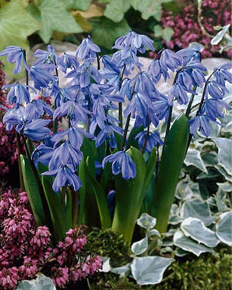 Departments - Scilla Siberian Squill 15 bulbs/pkg