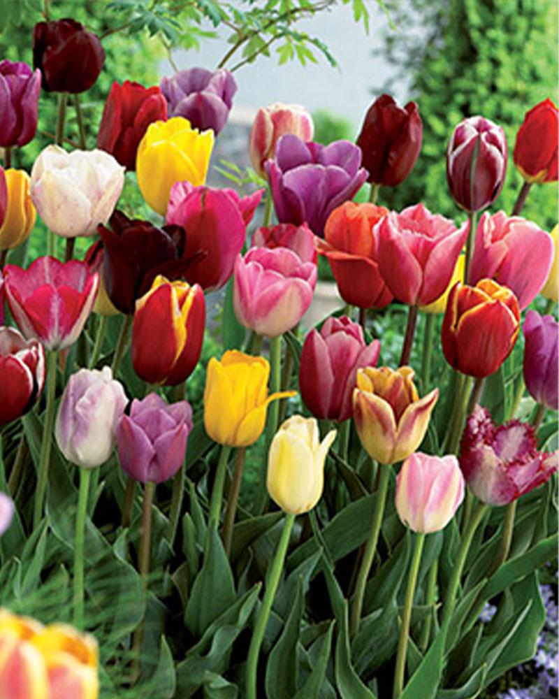 Departments - Tulip Breeders Blend