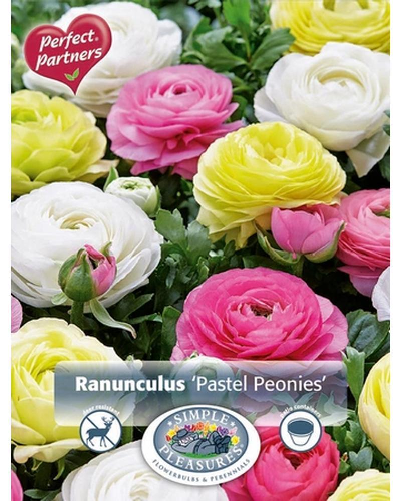 Departments - Ranunculus Pkg of 20 Pastel Peonies
